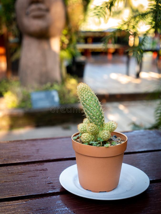 Cactus in the Pot on the Table Stock Image - Image of flowerpot ...