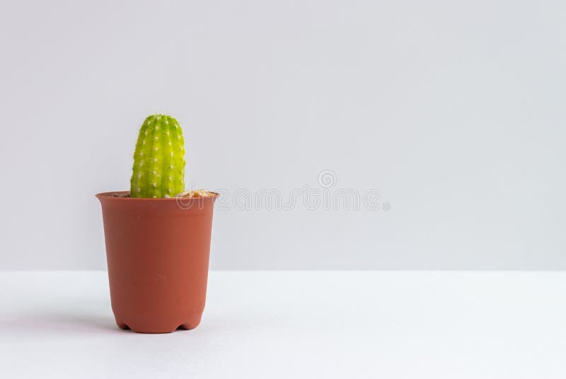 Cactus in Pot on the White Background in Day Light Stock Photo - Image ...
