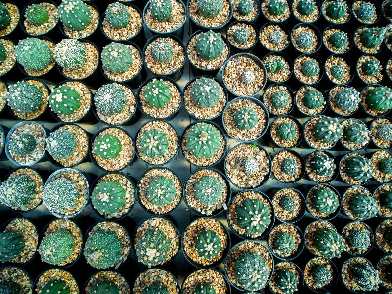 Cactus in Pots Arranged in Rows Stock Image - Image of decoration ...