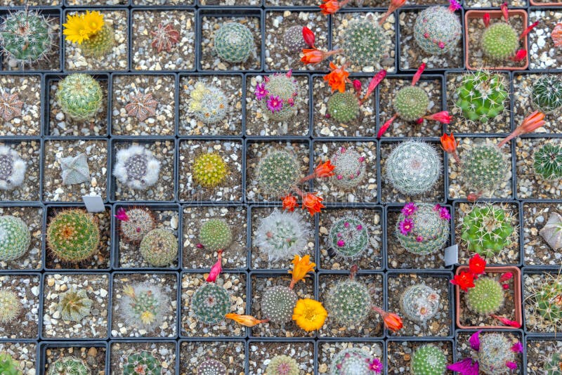 Cactus Pots Top View stock photo. Image of ornate, florist - 246979126