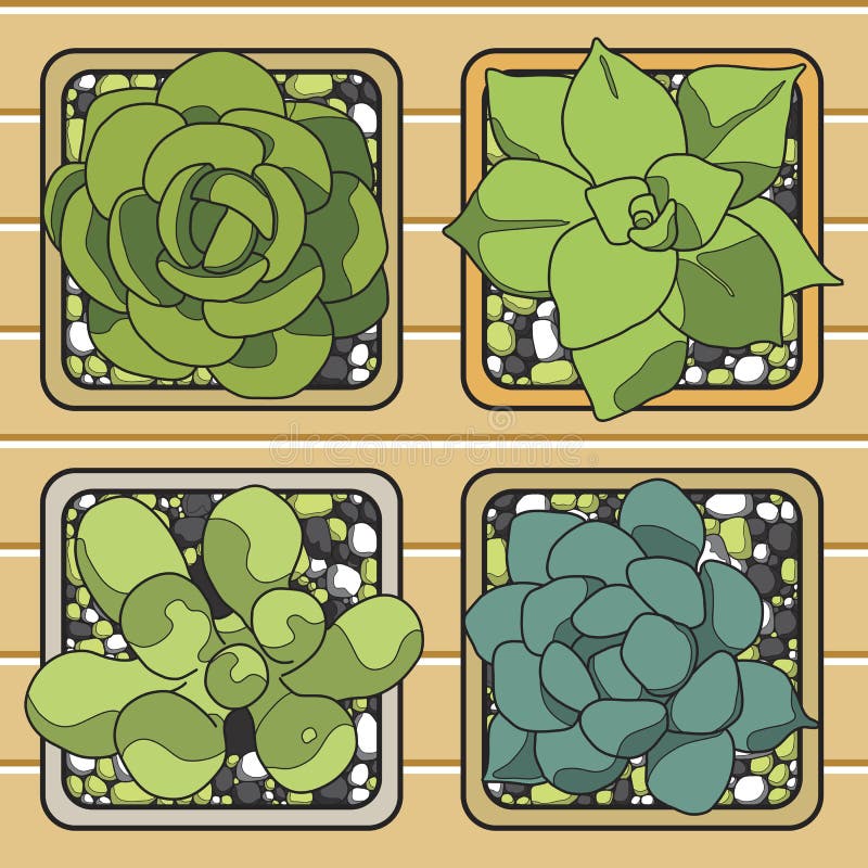 Cactus Top View Stock Illustrations – 1,872 Cactus Top View Stock ...