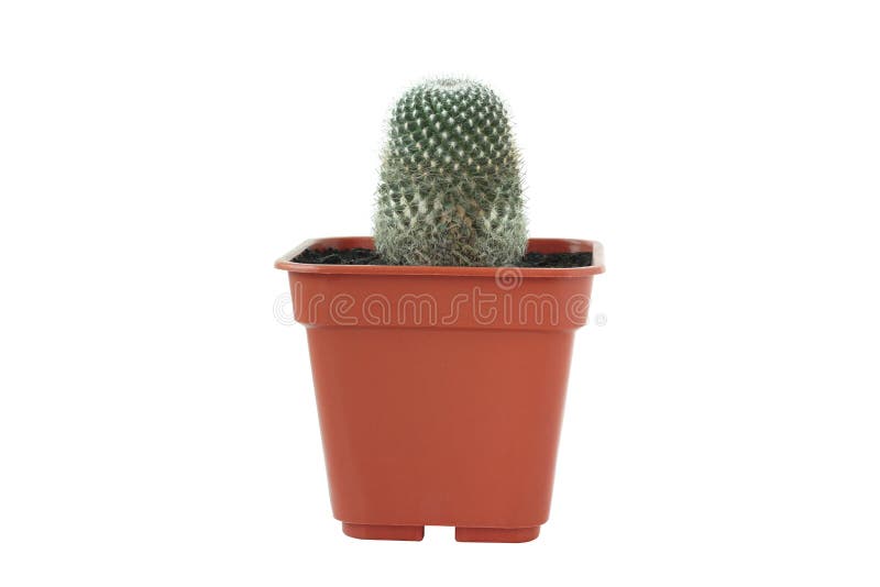 Cactus in Potted on White Background. Front View Stock Image - Image of ...