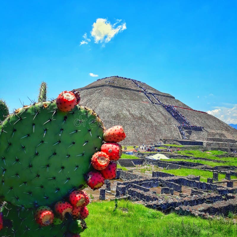 Cactus Prickly Pears in the Foreground with Pyramid of the Sun in ...