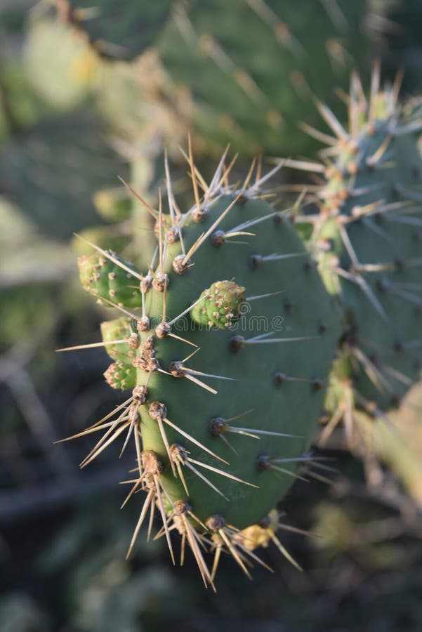 Sun Shining on the Sharp Points of a Cactus Stock Image - Image of ...