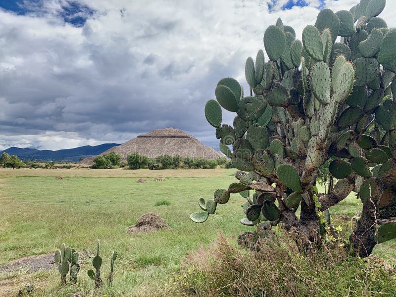 Mexico stock photo. Image of travel, nature, cactus - 188263376