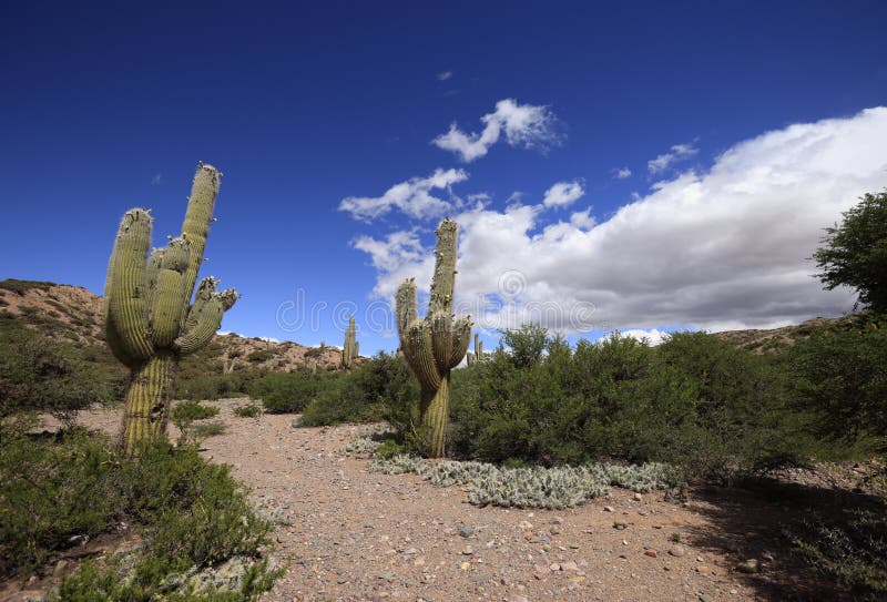 The Cactus of Quebrada De Humahuaca, Argentina Stock Photo - Image of ...