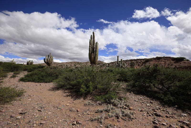 The Cactus of Quebrada De Humahuaca, Argentina Stock Photo - Image of ...
