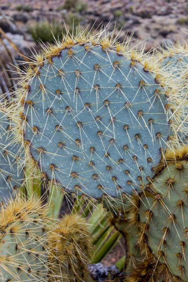 Cactus Thorns after Rain stock photo. Image of desert - 7175352