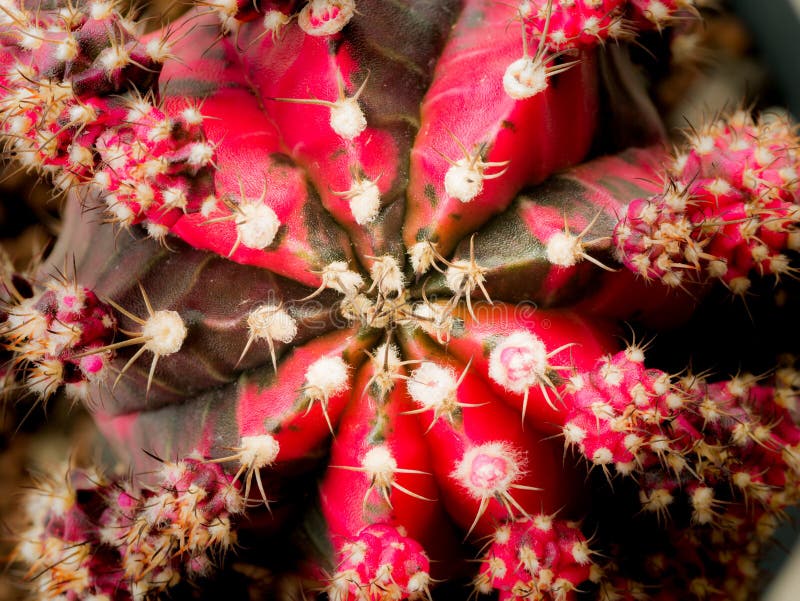 Cactus Rayado Rojo Del Gymnocalycium De Brown Imagen de archivo ...
