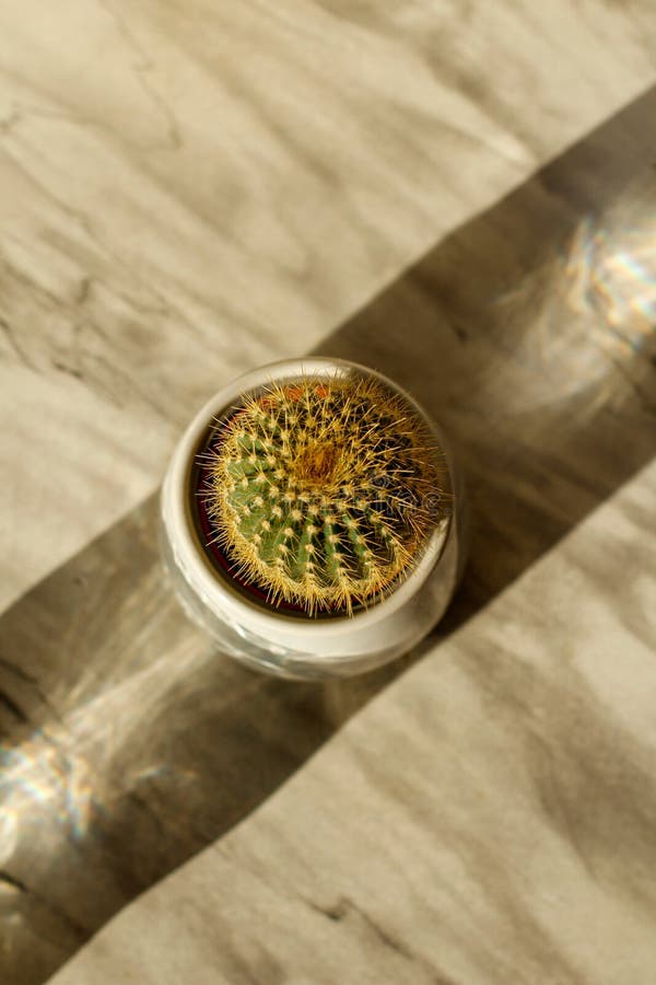 Cactus in the Rays of Prismatic Light. Rays of the Sun on a Table from ...