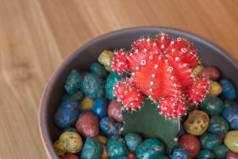 Cactus with a red cap stock image. Image of botanical - 92397261