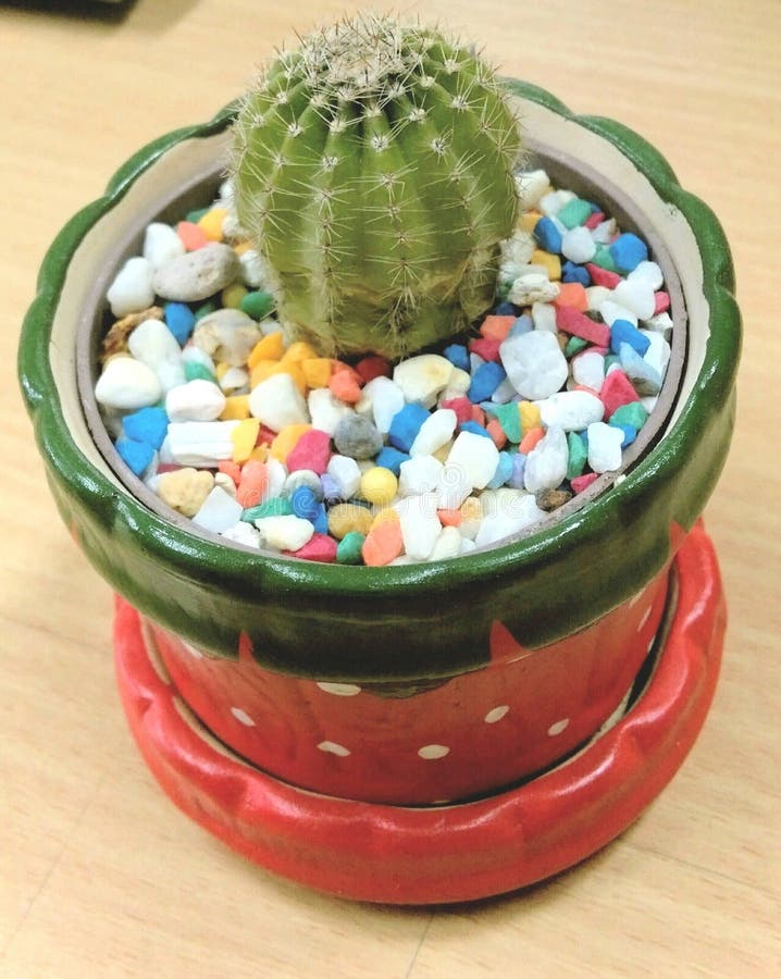 Lotus stock photo. Image of botany, lake, nature, flora - 74079076