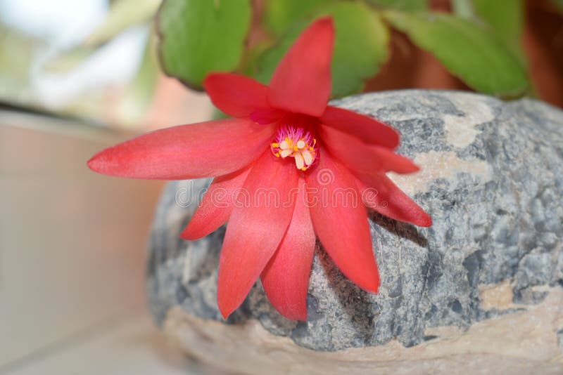 Cactus red flower. stock photo. Image of cactus, nuts - 92523034