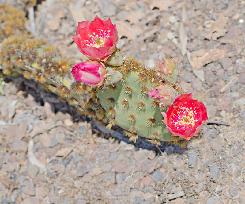 Cactus with red flowers stock image. Image of succulent - 94353659