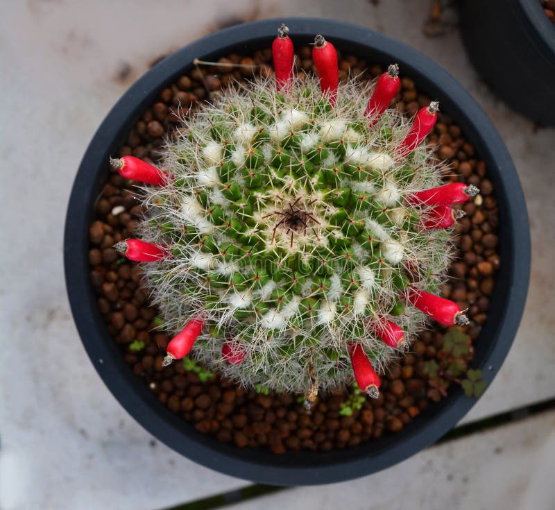 Cactus red flowers stock image. Image of natural, flower - 46939813