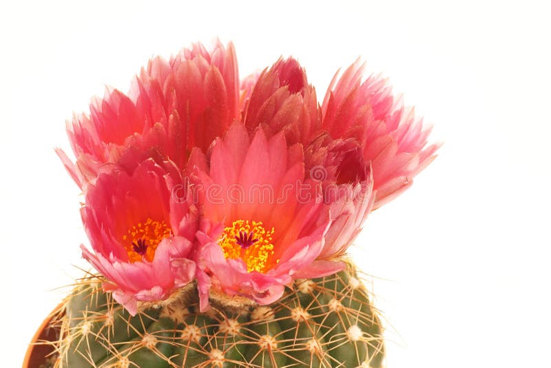 Cactus and red flowers stock photo. Image of background - 91062088
