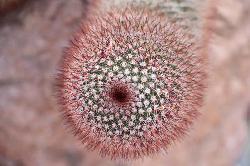 Cactus with Red Hair Like Spikes Covering it Stock Photo - Image of ...