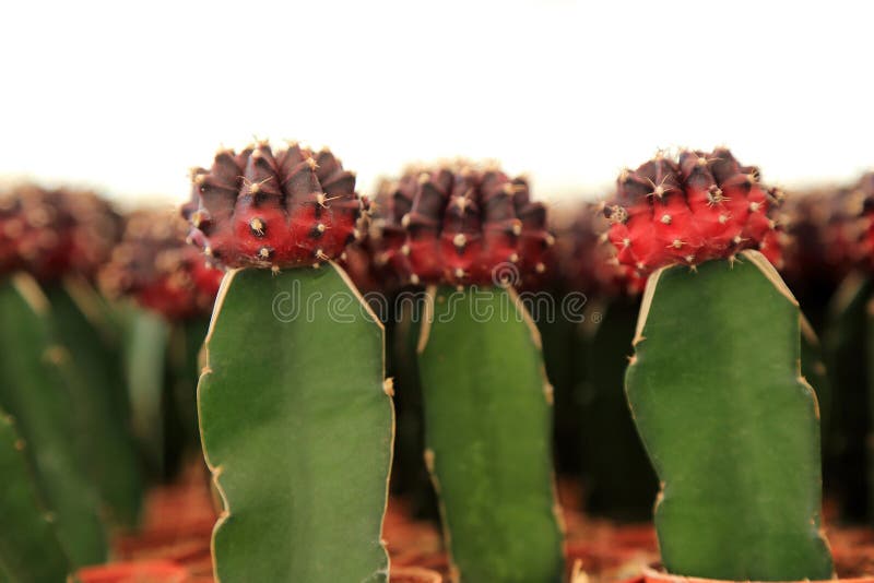 Cactus with Red Head Bud, Side View with White Background Stock Image ...