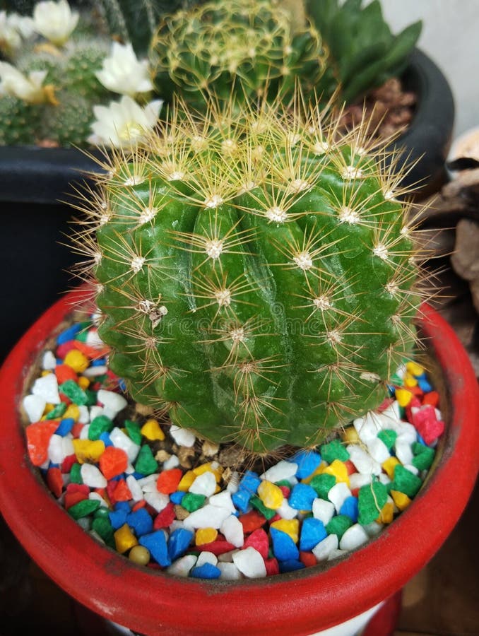 Cactus in the red pot stock image. Image of thorns, leaf - 213606847