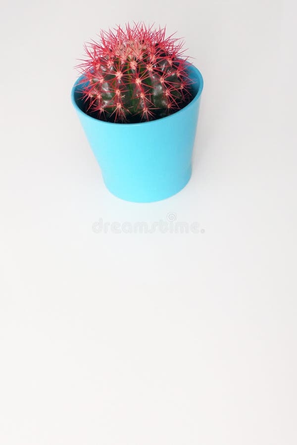 Cactus with Red Thorns in a Blue Flower Pot Stock Photo - Image of ...