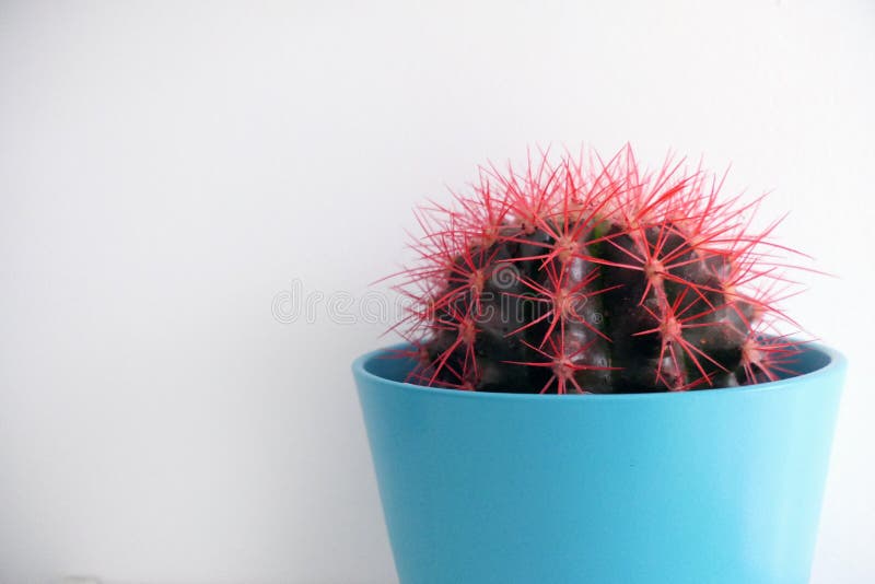 Cactus with Red Thorns in a Blue Flower Pot Stock Image - Image of ...