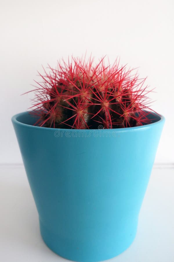 Cactus with Red Thorns in a Blue Flower Pot Stock Image - Image of blue ...