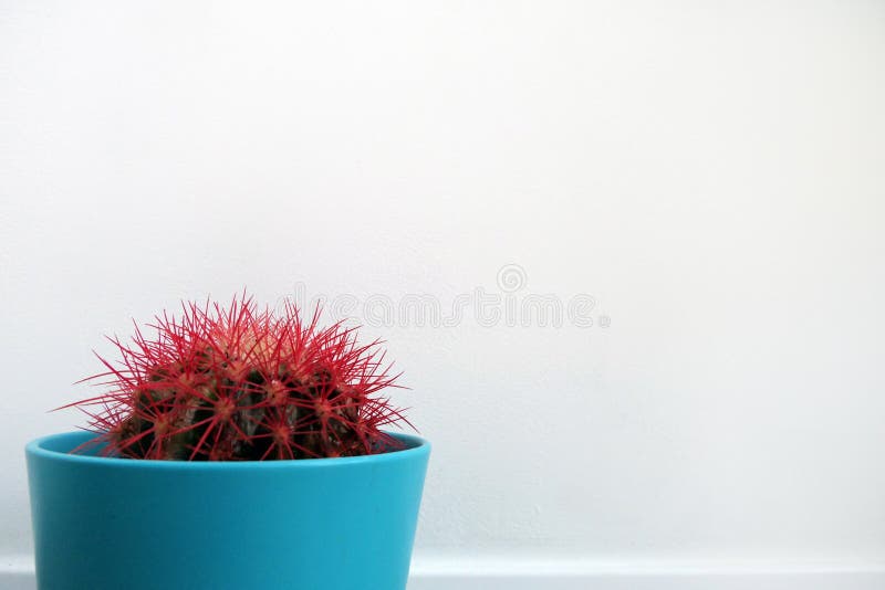 Cactus with Red Thorns in a Blue Flower Pot Stock Photo - Image of ...
