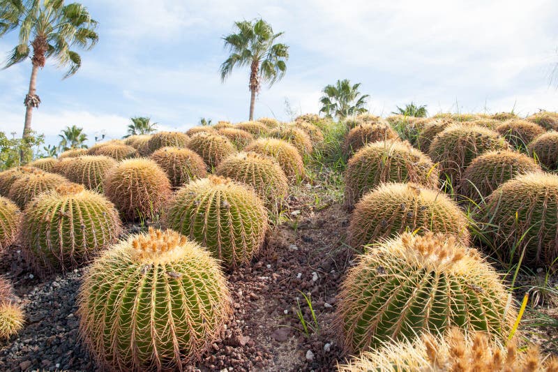 Cactus redondo foto de archivo. Imagen de crecimiento - 31445374
