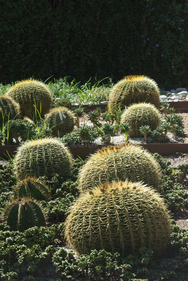 Plantas Redondas Del Cactus Imagen de archivo - Imagen de palmas, valle ...