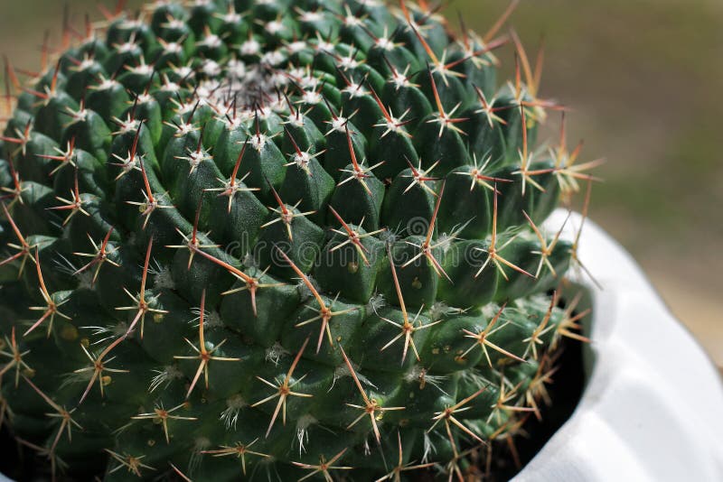 13,680 Planta Redonda Del Cactus Fotos - Libres de Derechos y Gratuitas ...