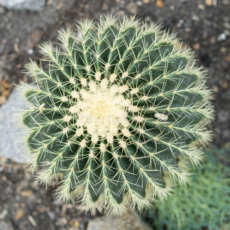 Cactus Redondo Enorme Con Las Agujas Grandes Imagen de archivo - Imagen ...