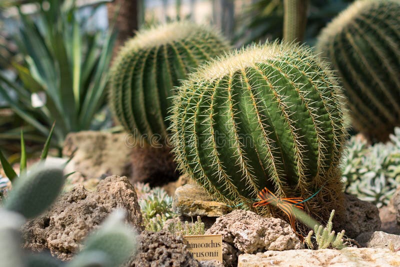 Cactus redondos imagen de archivo. Imagen de flora, exterior - 46972059