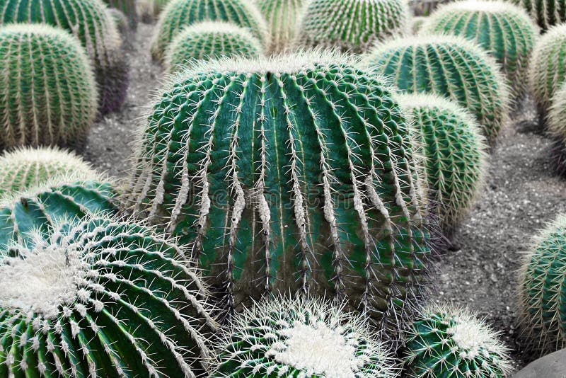 Cactus Redondos Grandes Con Las Agujas Largas Foto de archivo - Imagen ...