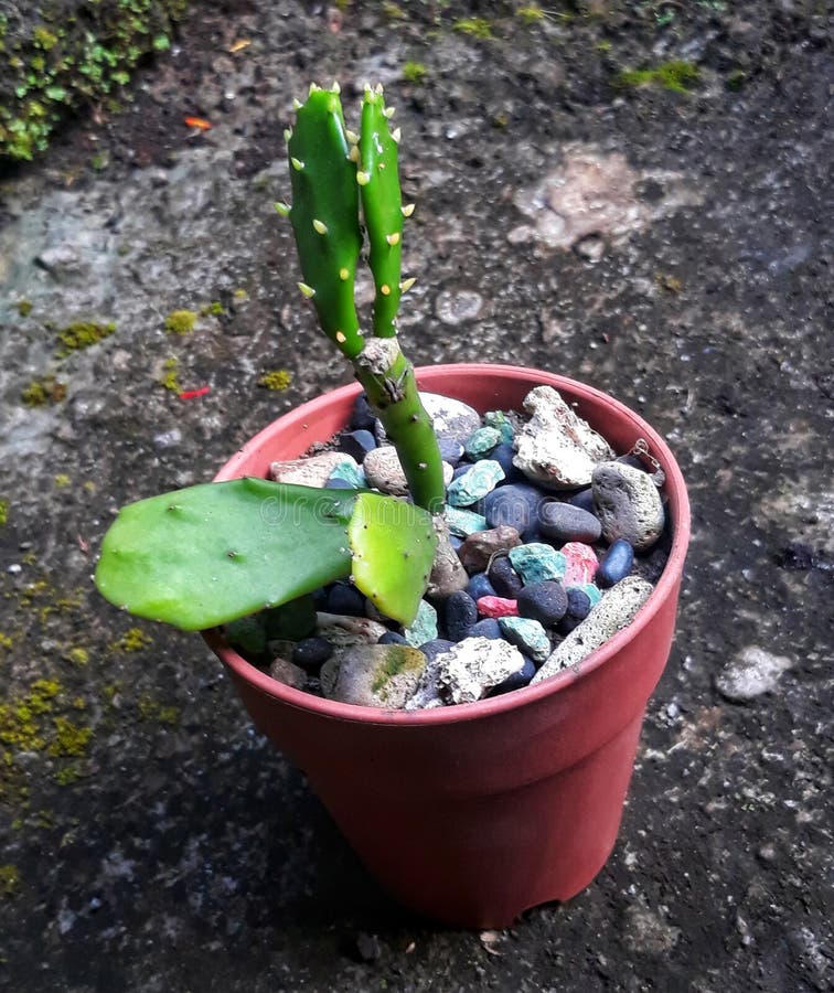 Cactus on the Ref Pot in the Ground Stock Photo - Image of produce ...