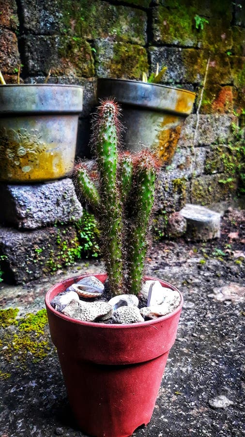 Cactus on the Ref Pot in the Ground Stock Image - Image of wall, shrub ...