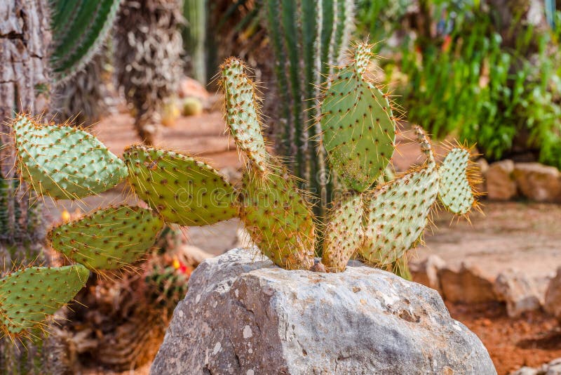 Cactus on rock stock image. Image of aloe, orange, green - 85320429