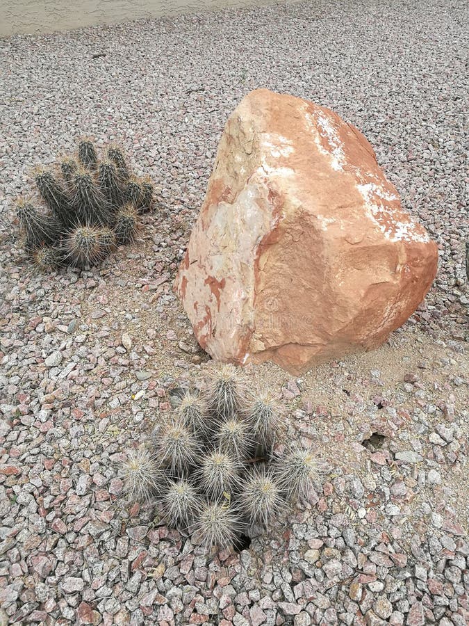 Cactus and rock stock image. Image of green, closeup - 89618405