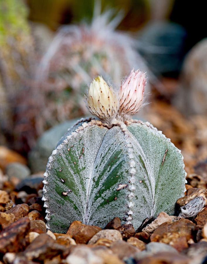 Cactus in Rocks stock photo. Image of bloom, texture - 33014732