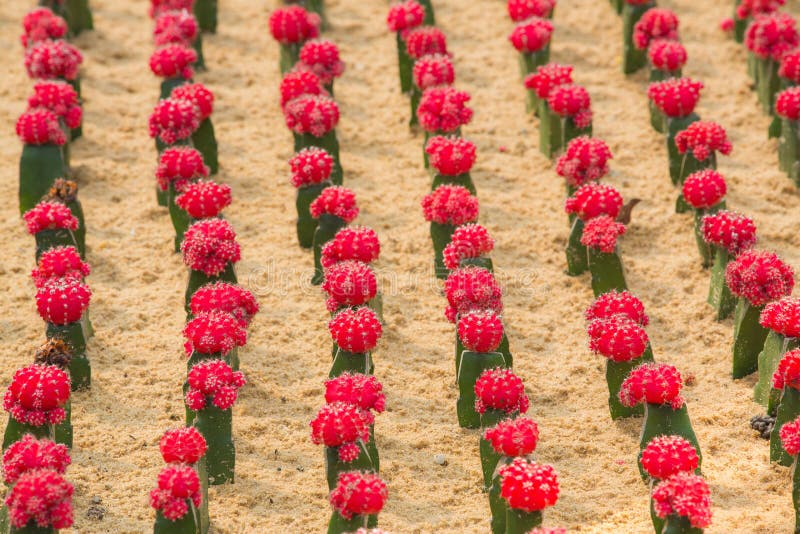 Cactus rojo foto de archivo. Imagen de campo, aguja, cubo - 38859214