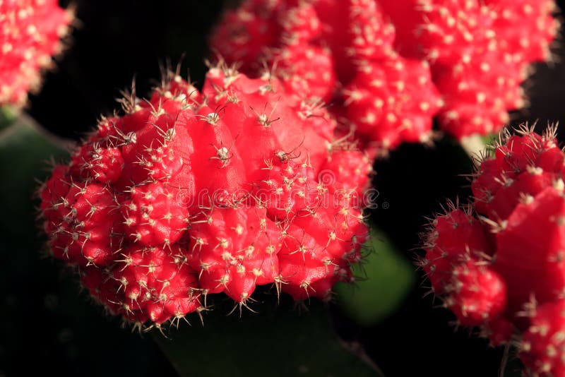 Cactus rojo imagen de archivo. Imagen de agave, yermo - 40152641