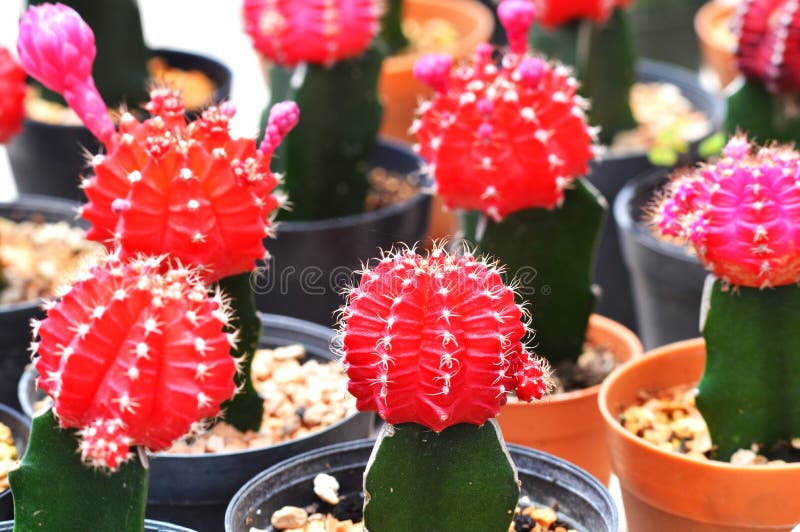Cactus rojo de la luna foto de archivo. Imagen de macro - 41637460