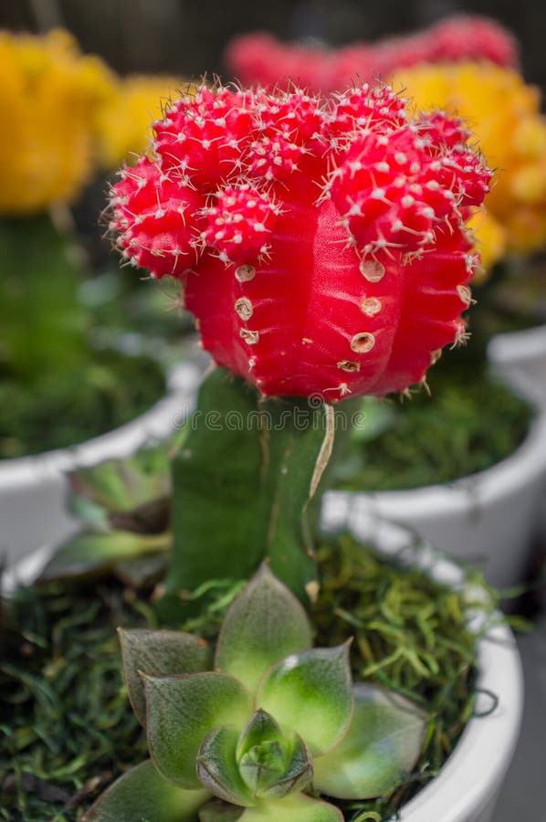 Cactus rojo de la luna foto de archivo. Imagen de colorido - 79401938