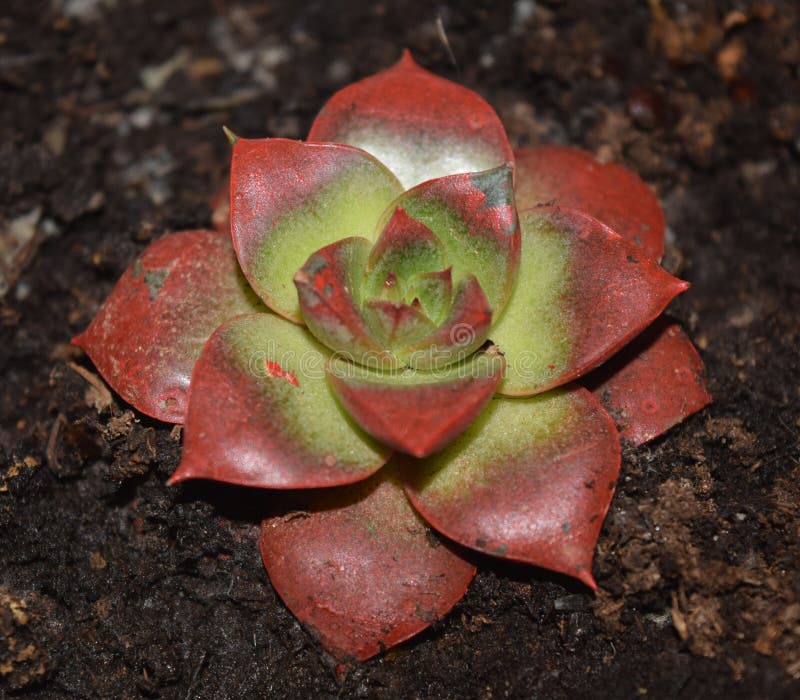 Cactus rojo Rose imagen de archivo. Imagen de costumbre - 87479401