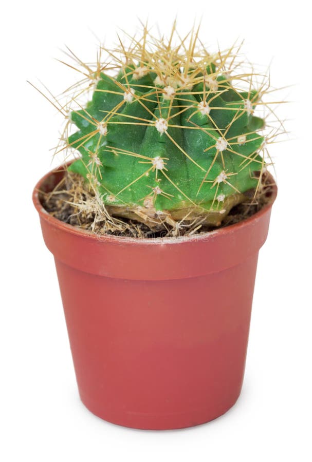 Cactus Rond De ?mall Dans Le Bac Photo stock - Image du pointeaux ...