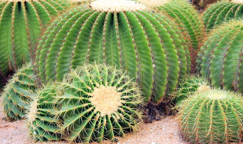 Grand Cactus Rond Photos Stock - Téléchargez 1,121 Photos libres de droits