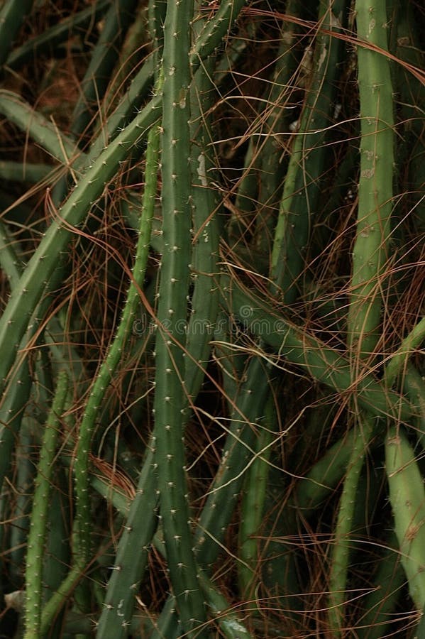 Cactus with Roots Close Up View Stock Image - Image of blossom, beauty ...