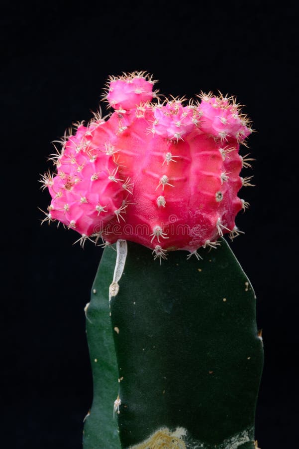 Cactus rosa immagine stock. Immagine di giardino, naughty - 76220489