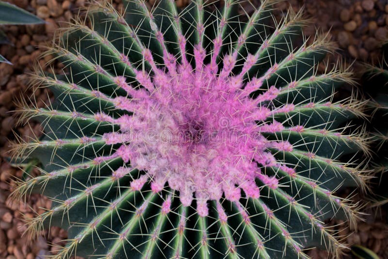 Cactus rose image stock. Image du centrale, detail, succulent - 54981585