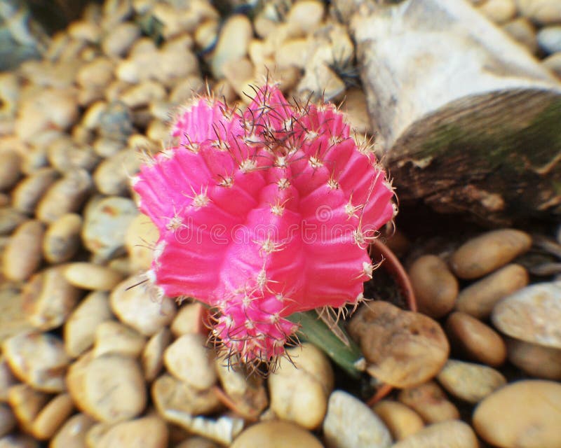 Cactus de couleur rouge image stock. Image of jardin - 48083167