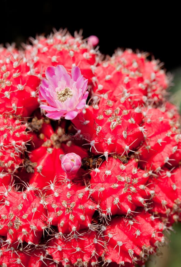 Cactus rouge image stock. Image du cactus, sphérique - 25499193